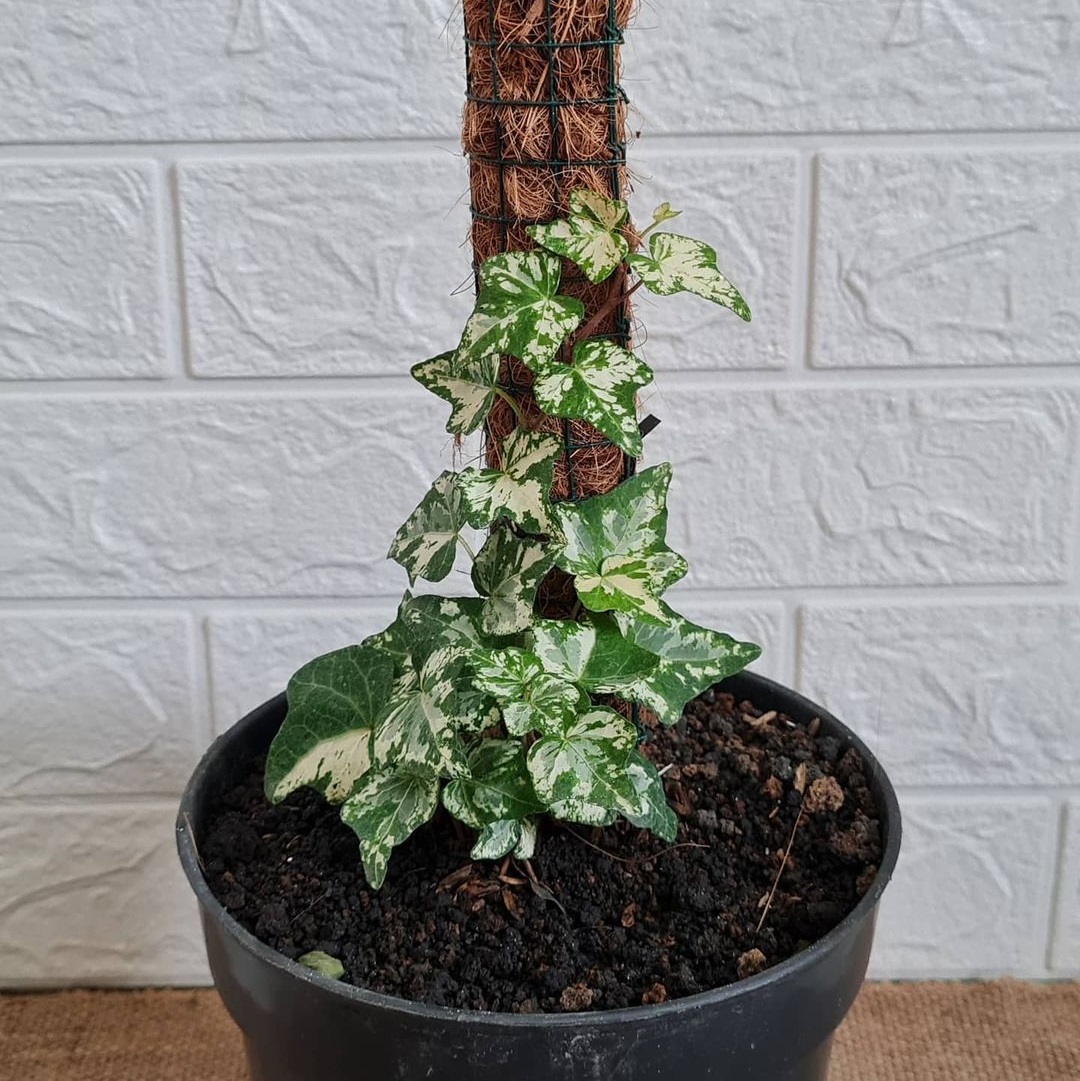 19 Types of Indoor Climbing Plants | Houseplant Alley