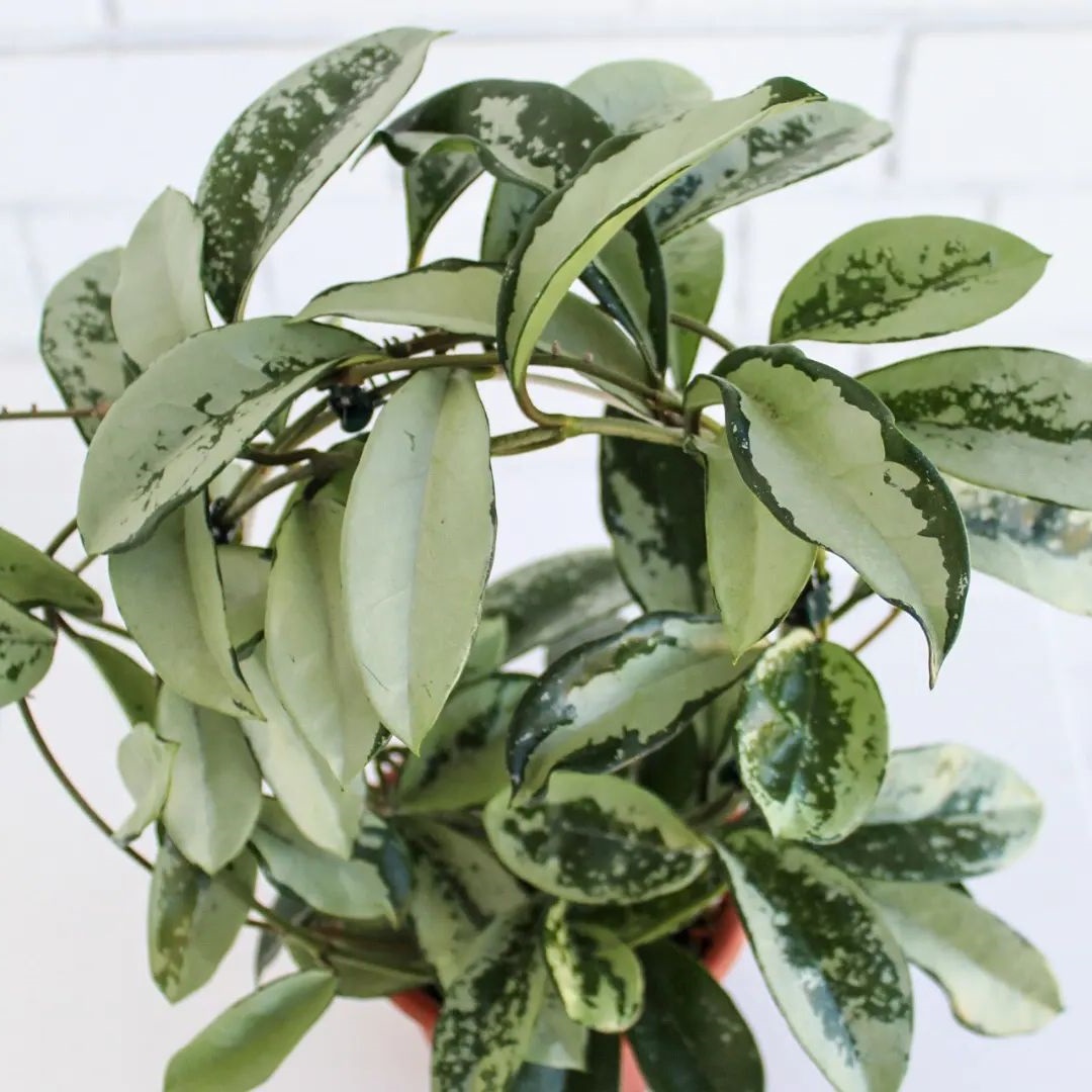 300 Hoya Species With Names and Pictures | Houseplant Alley