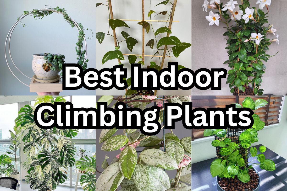 15 Types Of Indoor Climbing Plants Plant Index