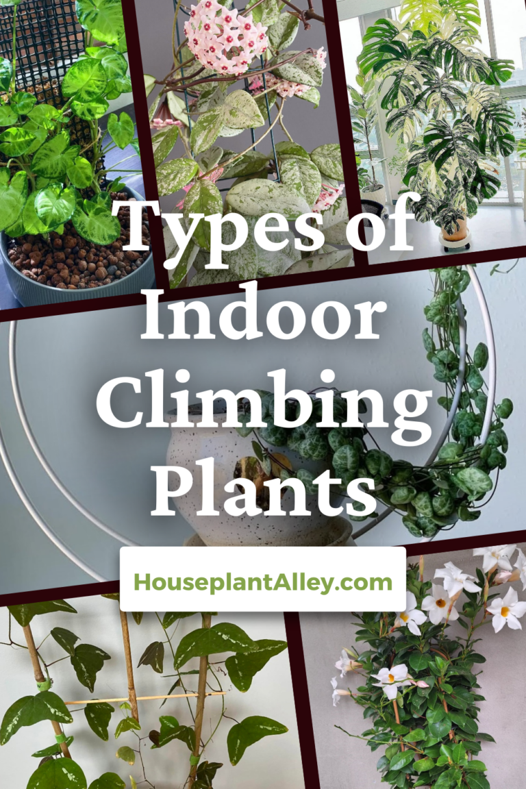15 Types Of Indoor Climbing Plants Plant Index