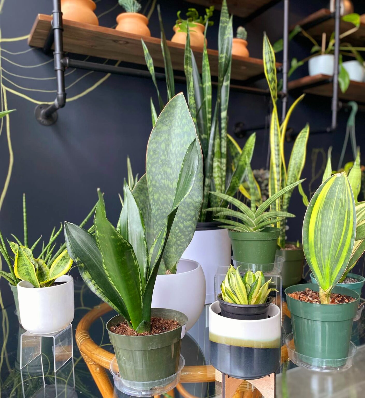 25 Different Types of Indoor Plants | Houseplant Alley