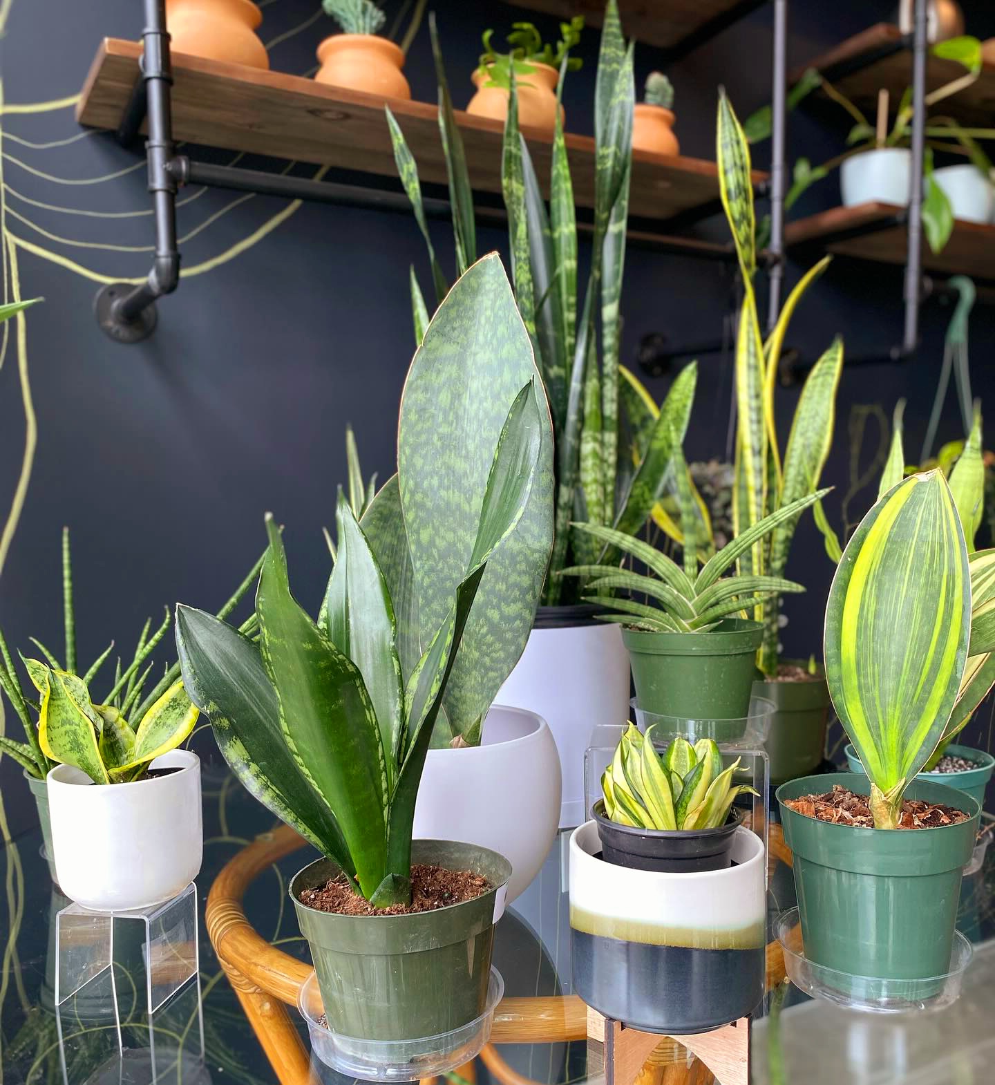 25 Different Types of Indoor Plants | Houseplant Alley
