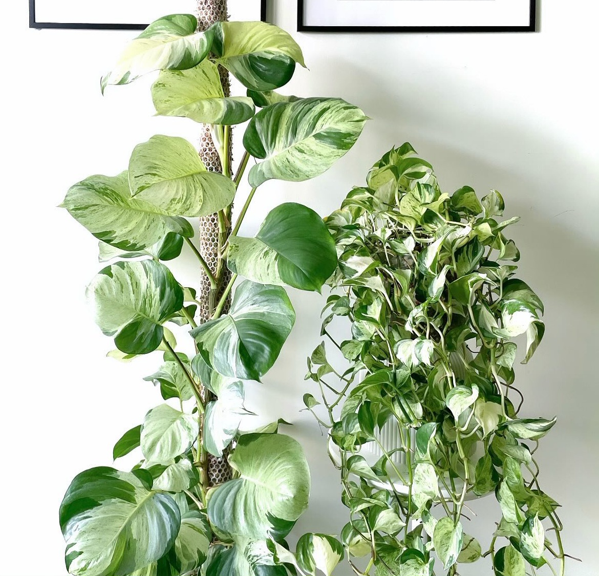 25 Different Types of Indoor Plants | Houseplant Alley