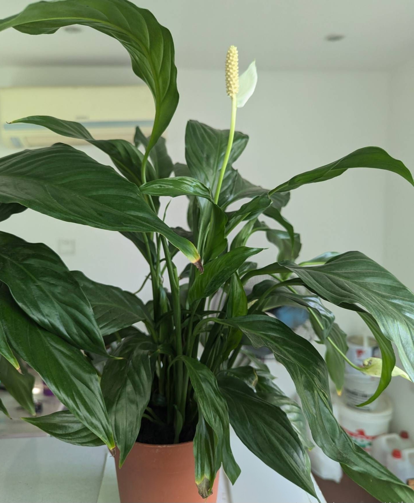 25 Different Types of Indoor Plants | Houseplant Alley