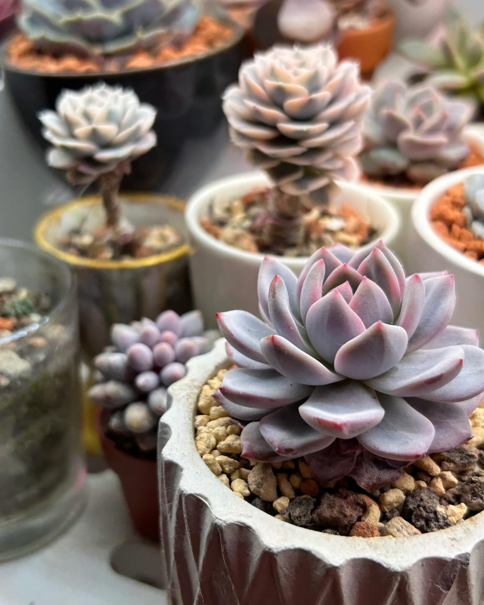 25 Different Types of Indoor Plants | Houseplant Alley