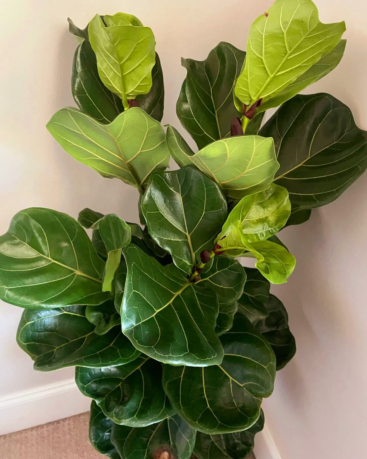 25 Different Types of Indoor Plants | Houseplant Alley