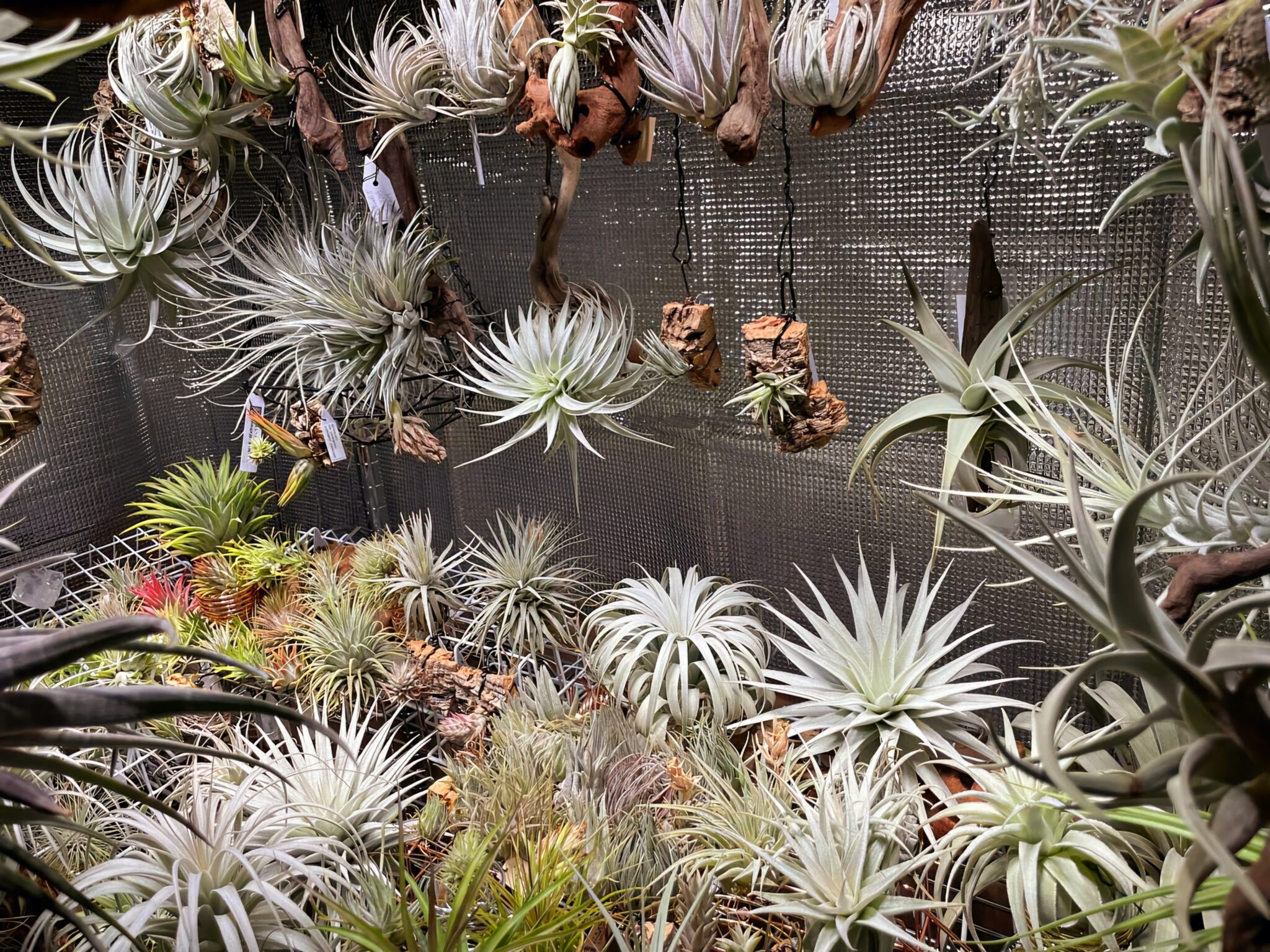 25 Different Types of Indoor Plants | Houseplant Alley