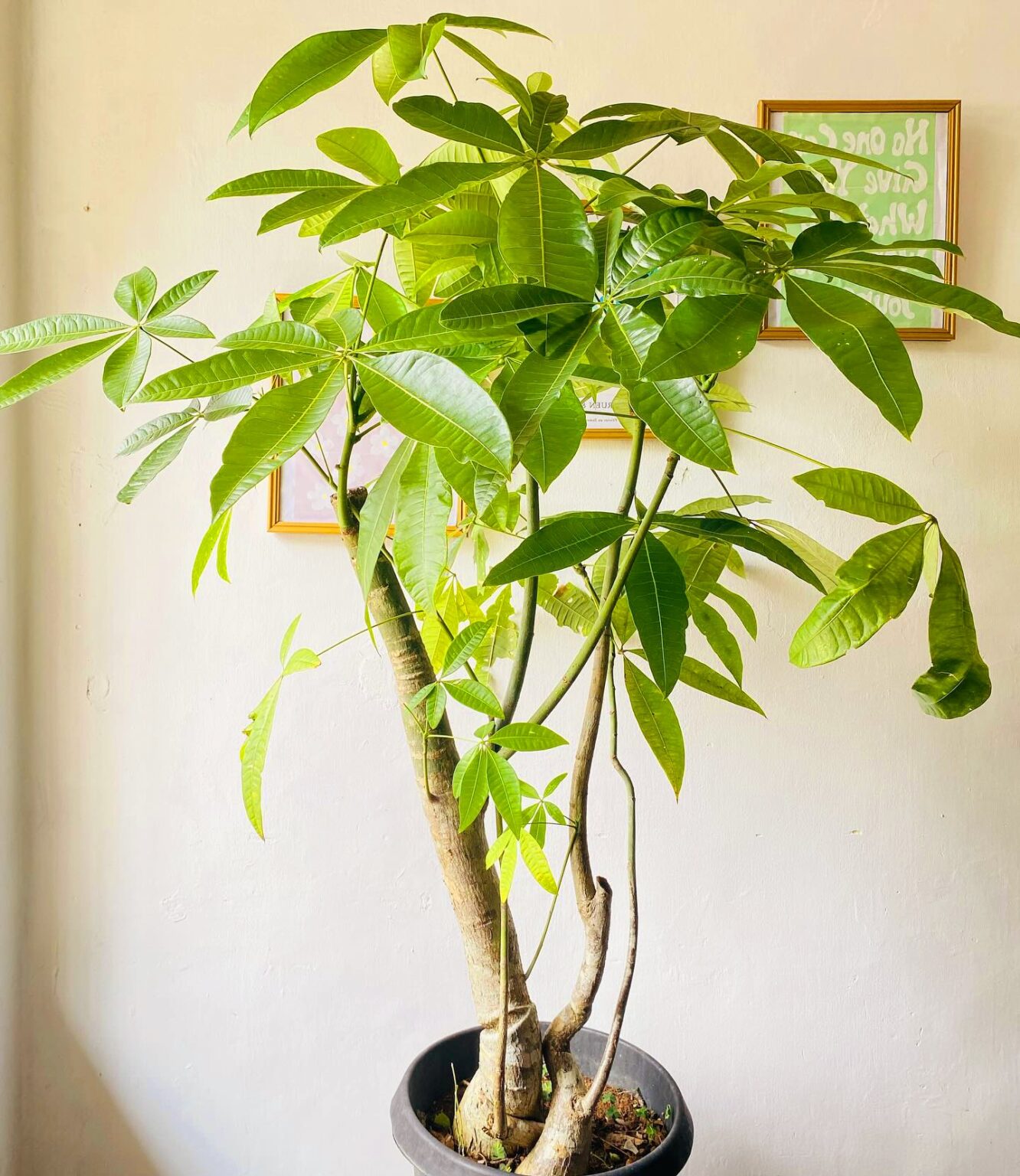 25 Different Types of Indoor Plants | Houseplant Alley