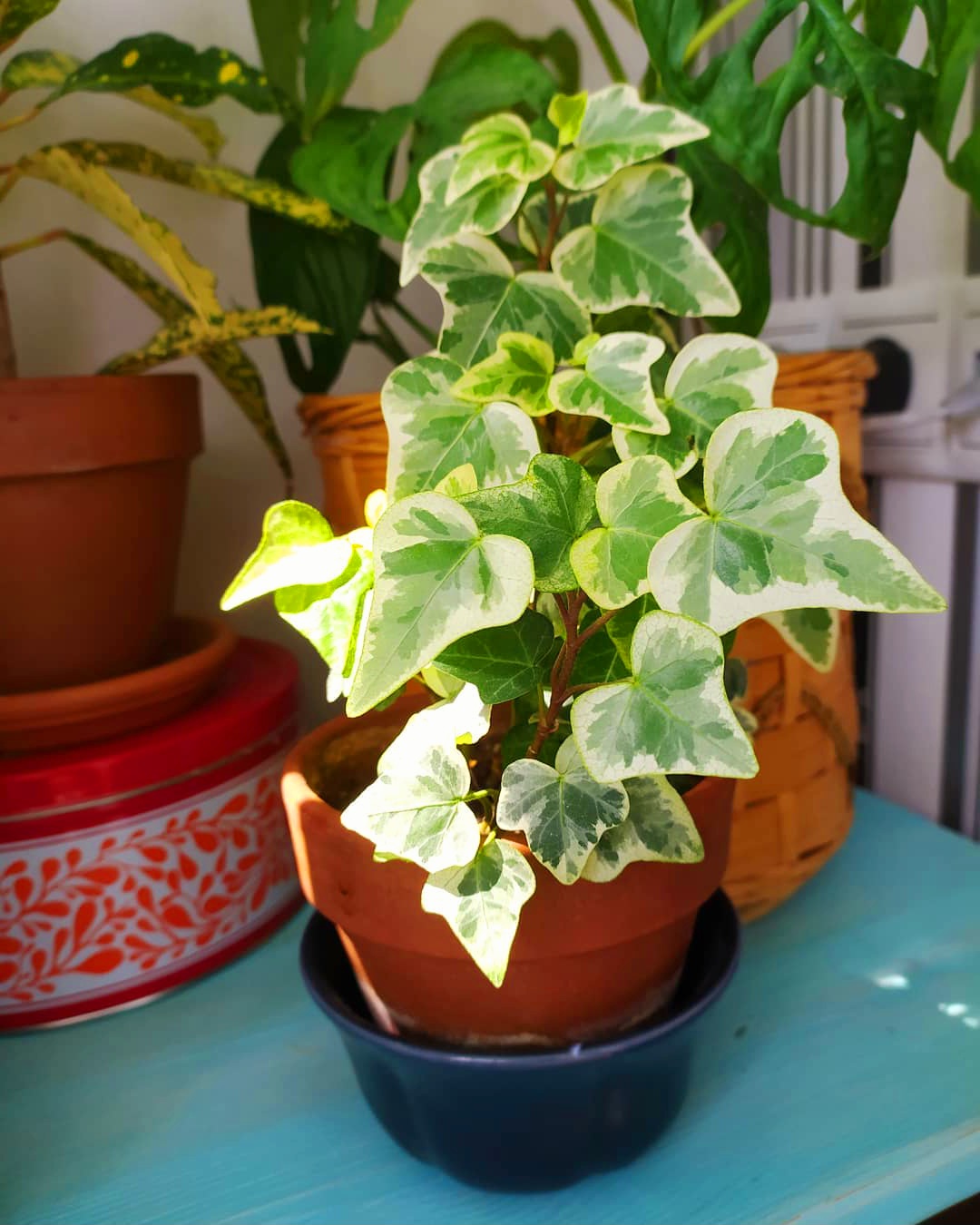 25 Different Types of Indoor Plants | Houseplant Alley