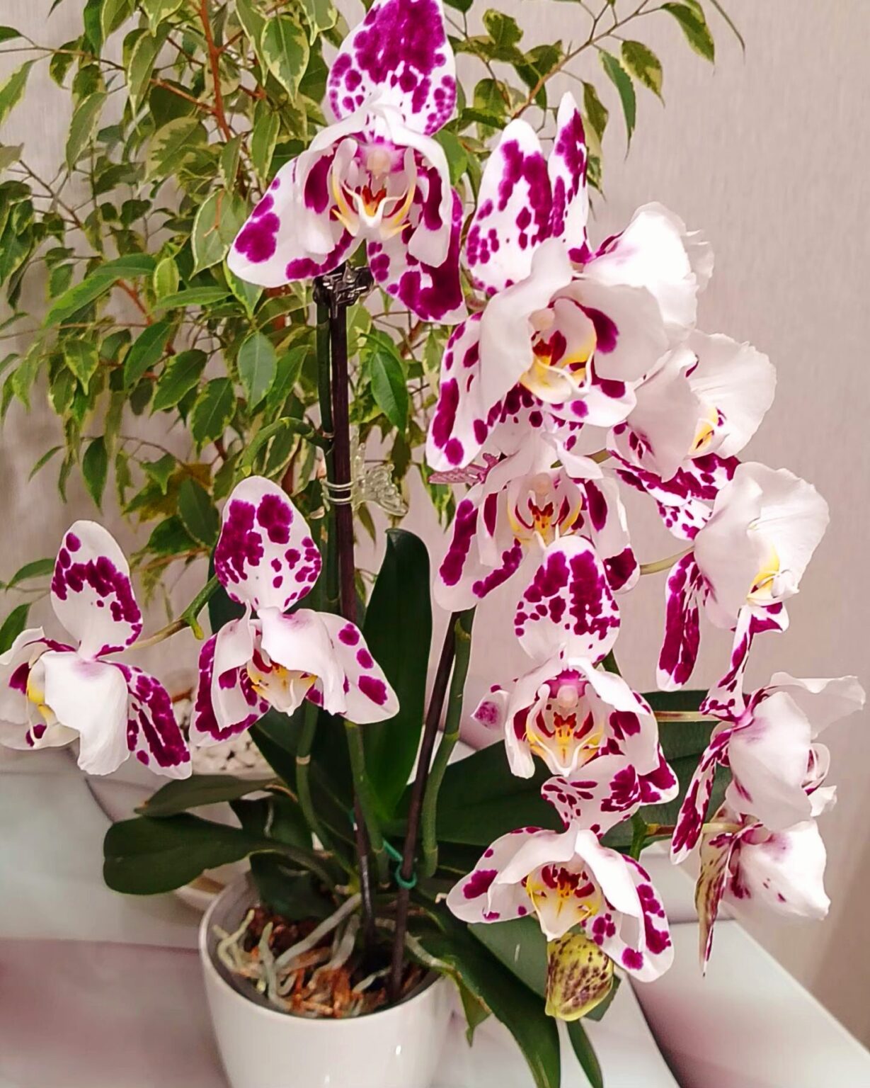 25 Different Types of Indoor Plants | Houseplant Alley
