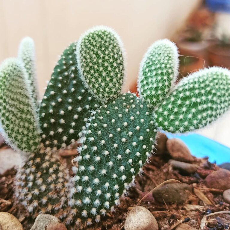 25 Types of Indoor Cactus Plants | Houseplant Alley