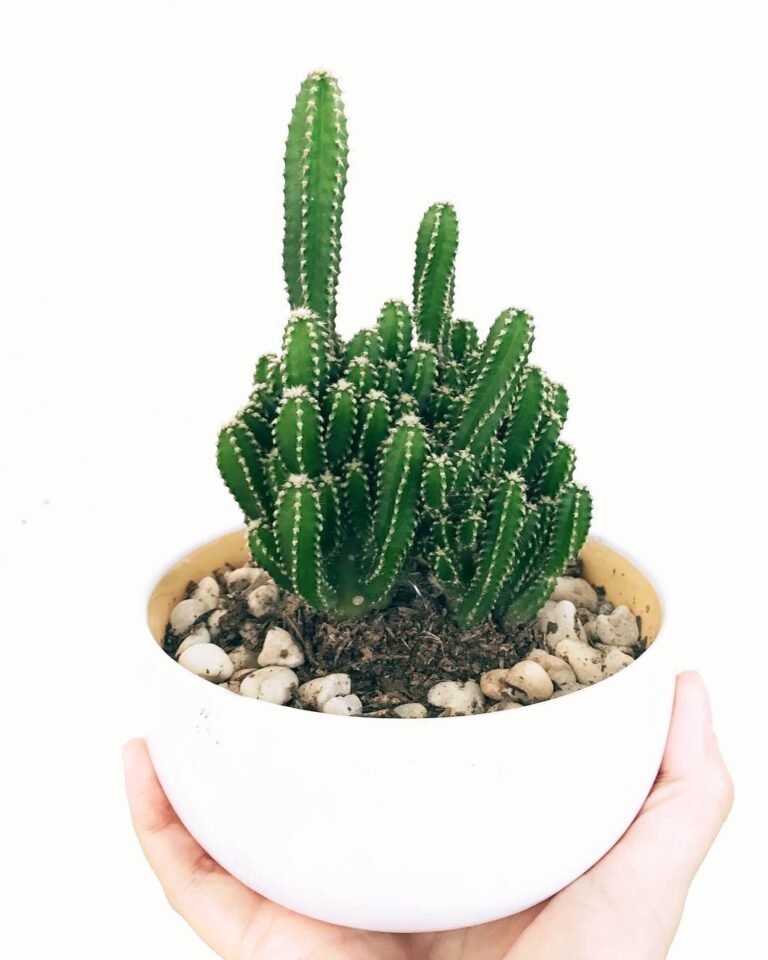25 Types of Indoor Cactus Plants | Houseplant Alley