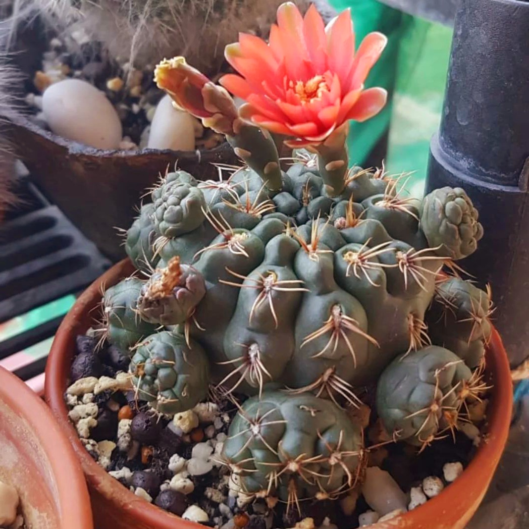 25 Types of Indoor Cactus Plants | Houseplant Alley