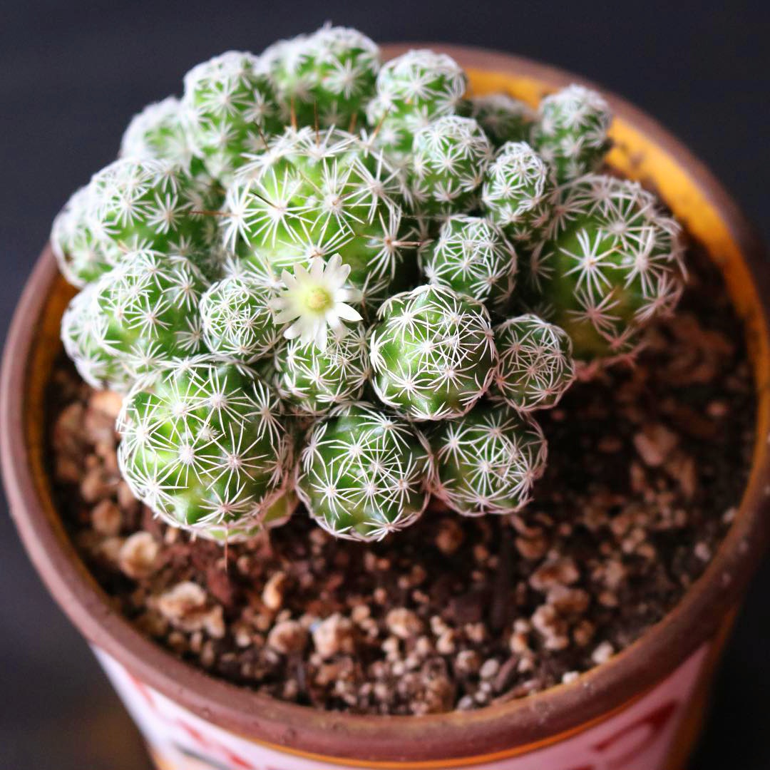 25 Types of Indoor Cactus Plants | Houseplant Alley