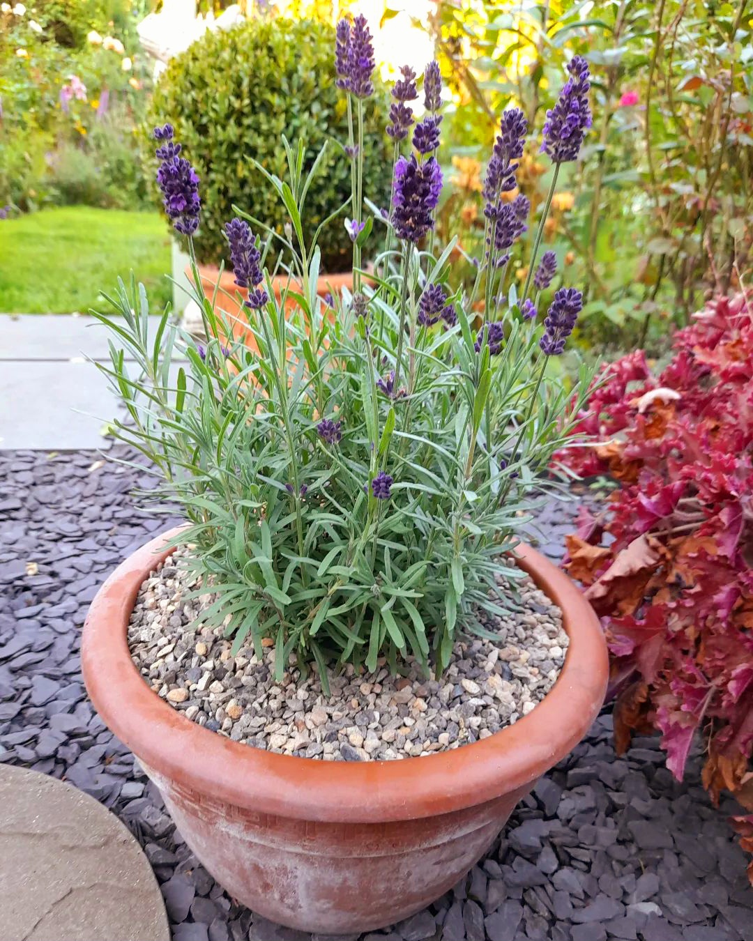 25 Types of Lavender Plants for Indoor | Houseplant Alley