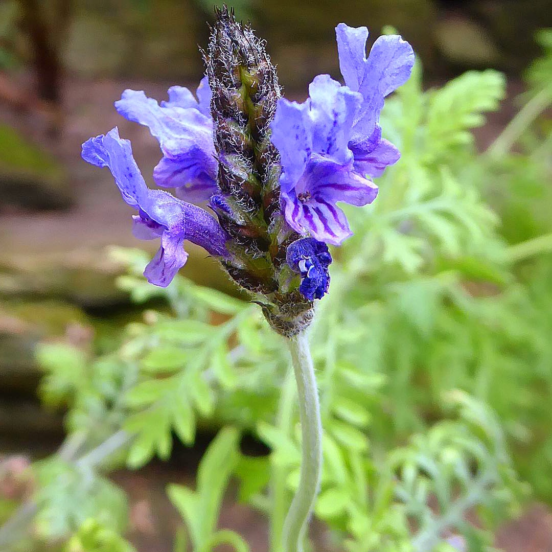 25 Types of Lavender Plants for Indoor | Houseplant Alley