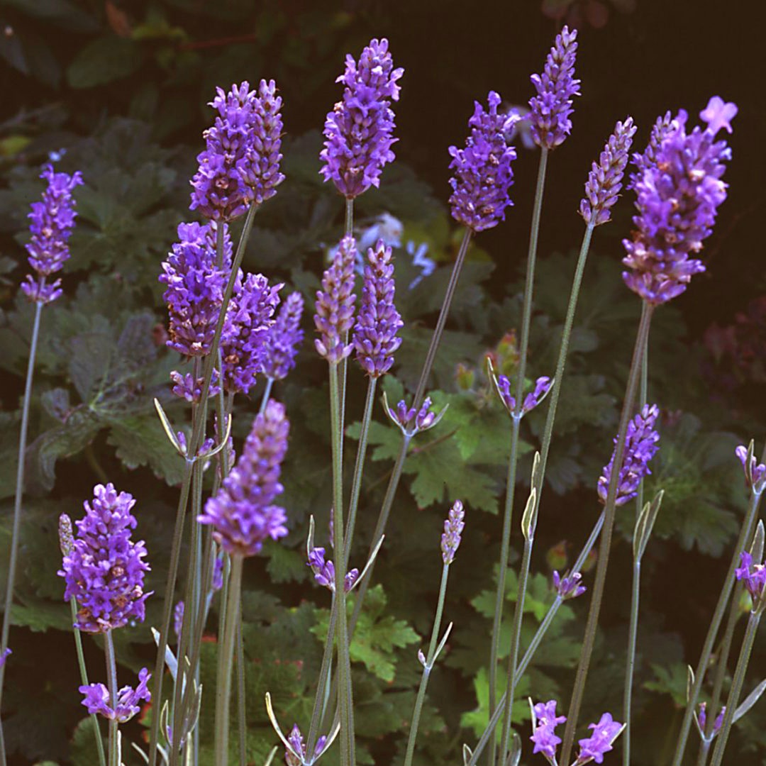 25 Types of Lavender Plants for Indoor | Houseplant Alley