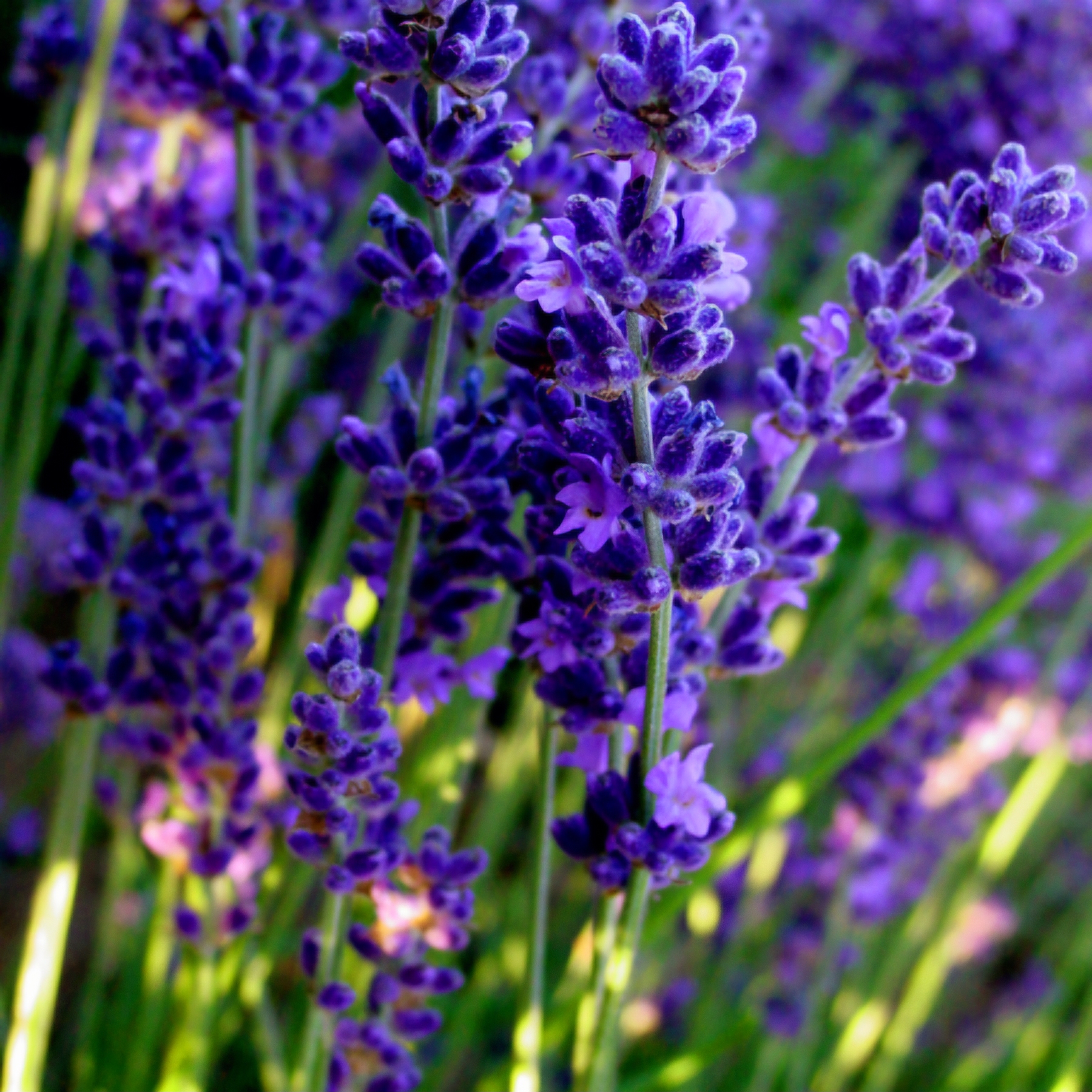 25 Types of Lavender Plants for Indoor | Houseplant Alley