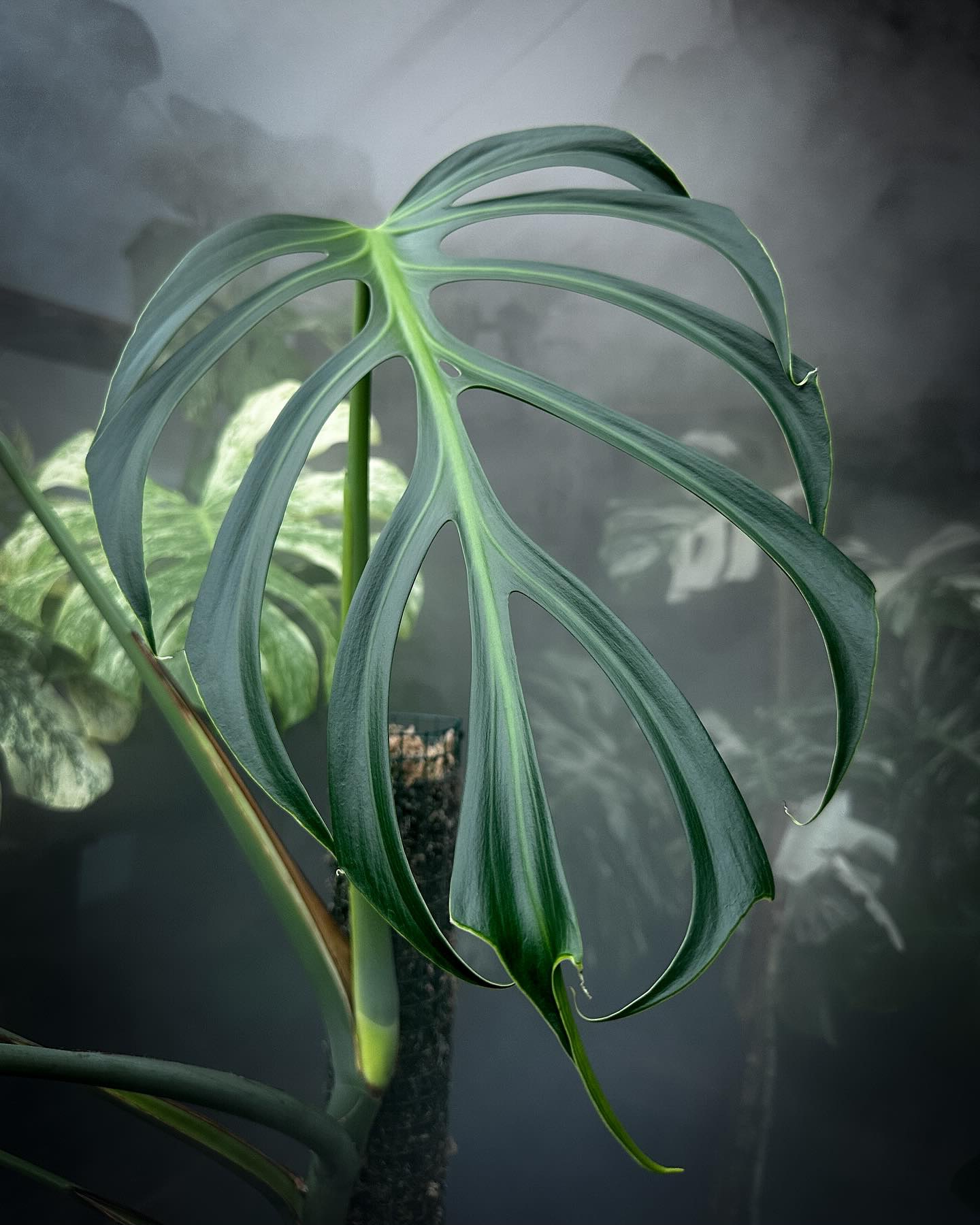 The Ultimate Guide to Monstera Burle Marx Flame Care | Houseplant Alley