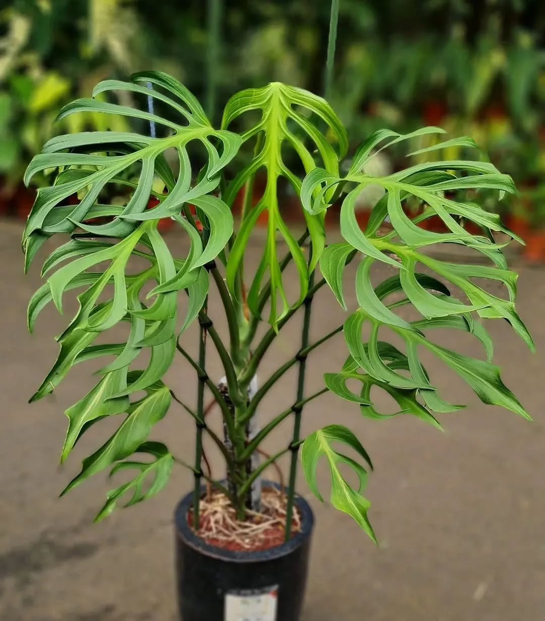 The Ultimate Guide to Monstera Burle Marx Flame Care | Houseplant Alley