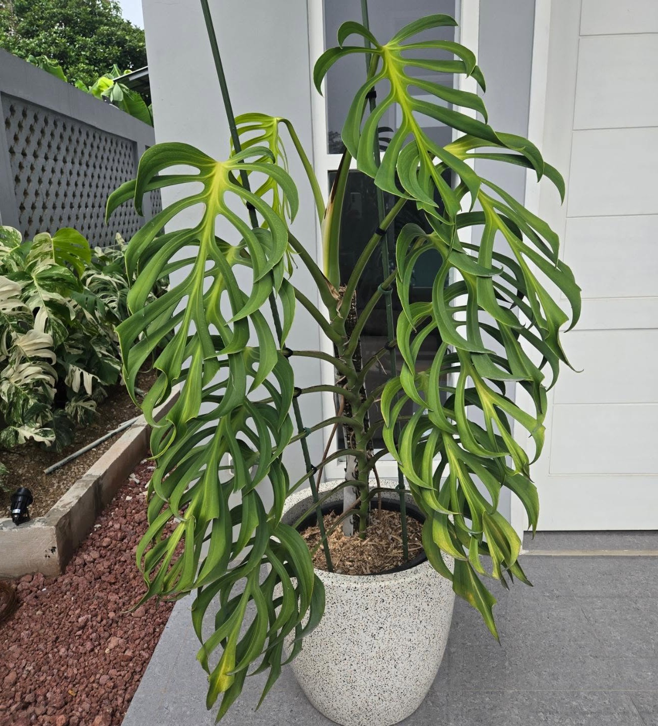 The Ultimate Guide to Monstera Burle Marx Flame Care | Houseplant Alley