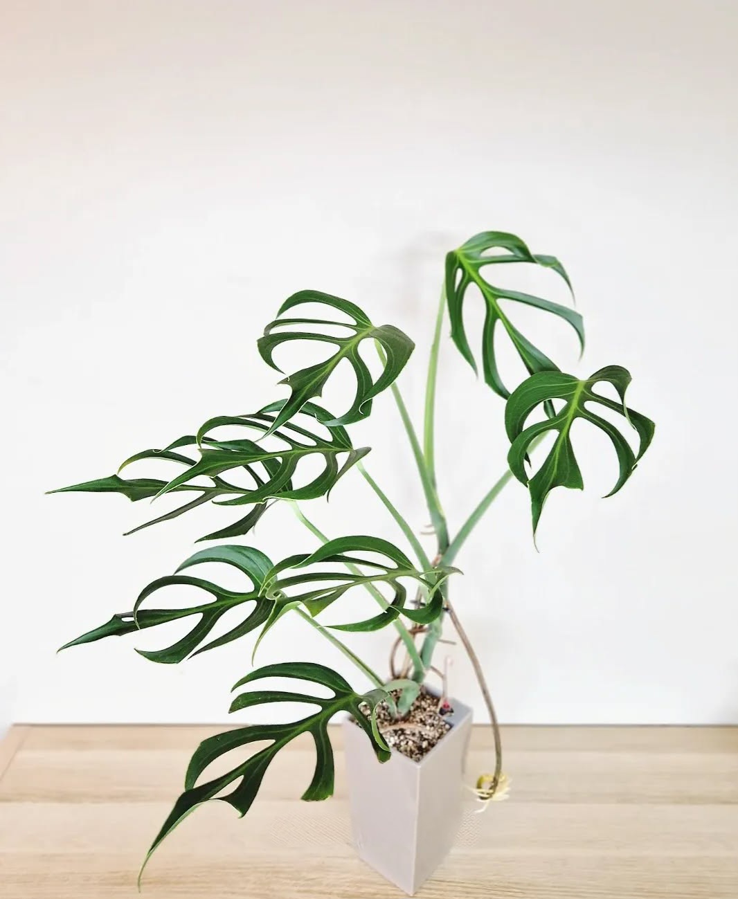 The Ultimate Guide to Monstera Burle Marx Flame Care | Houseplant Alley