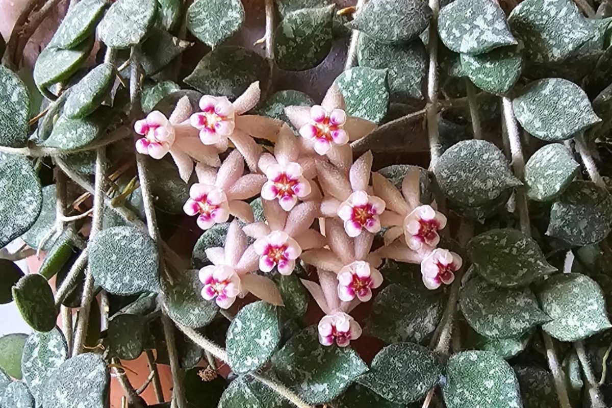 Everything You Need to Know About Hoya Curtisii | Houseplant Alley