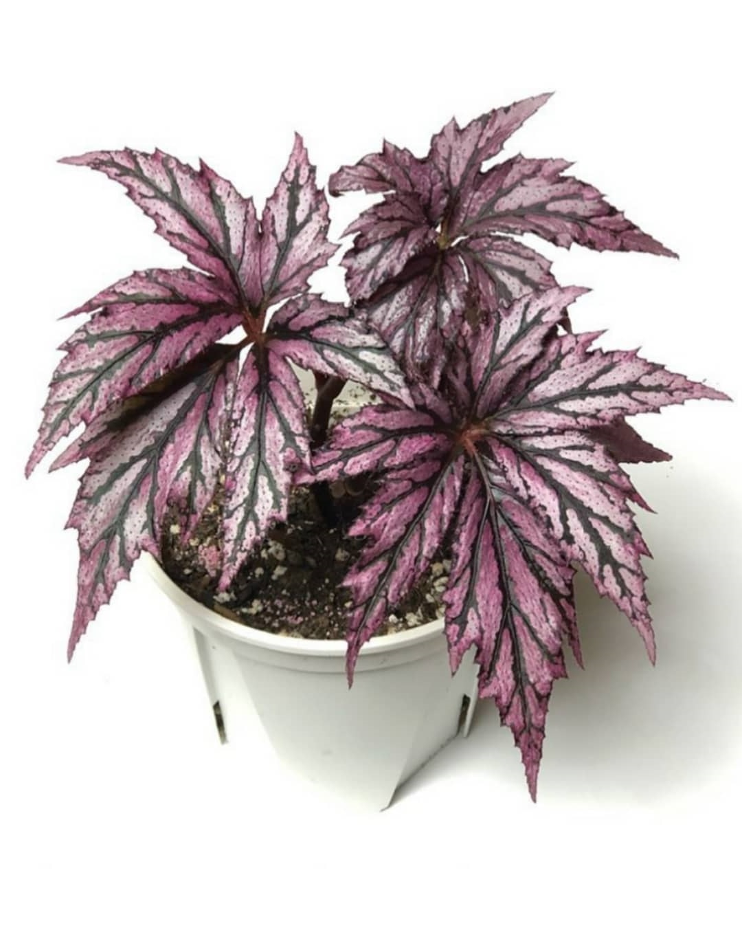 A Guide to Indoor Begonia Plants: Types and Varieties | Houseplant Alley