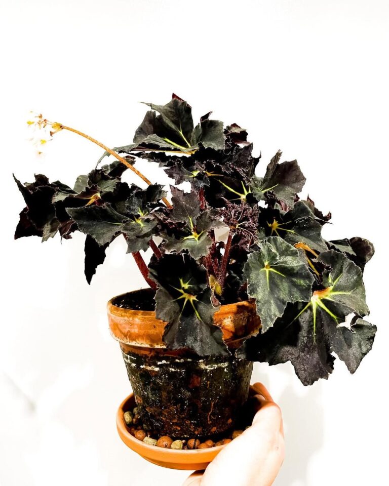 A Guide to Indoor Begonia Plants: Types and Varieties | Houseplant Alley
