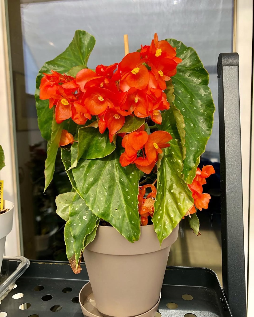 A Guide to Indoor Begonia Plants: Types and Varieties | Houseplant Alley