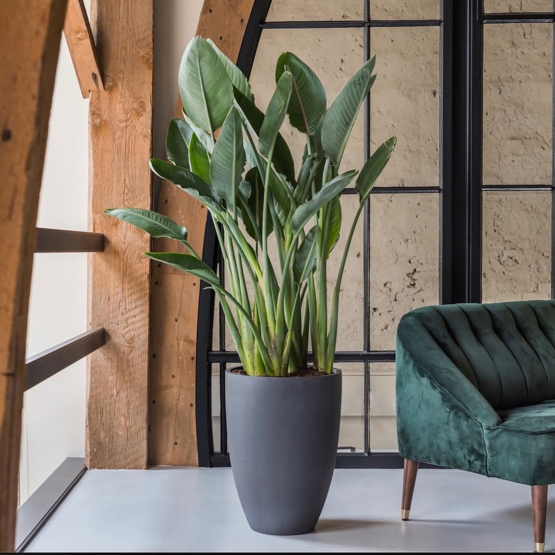 The Ultimate Guide to Low to Zero Light Plants for Your Home ...