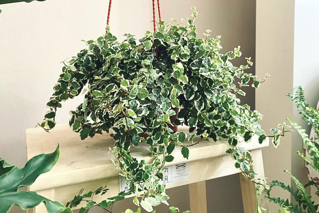 The Ultimate Indoor Care Guide for Creeping Fig (Ficus pumila ...