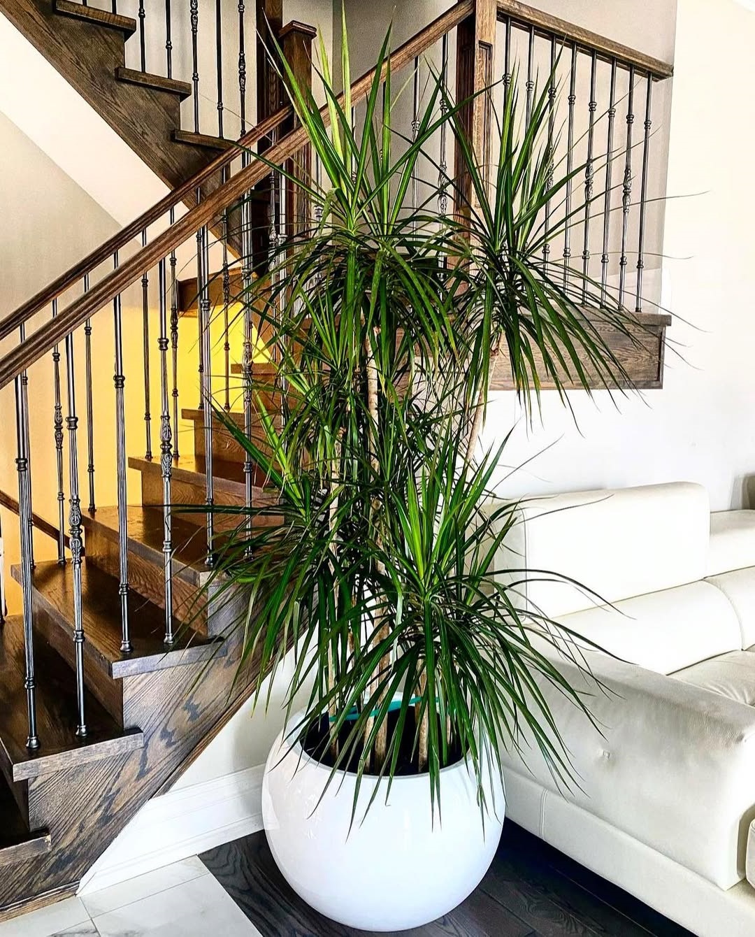 The Ultimate Indoor Care Guide for Dracaena Plants | Houseplant Alley