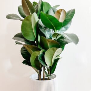 The Ultimate Indoor Care Guide for Rubber Plant (Ficus elastica ...