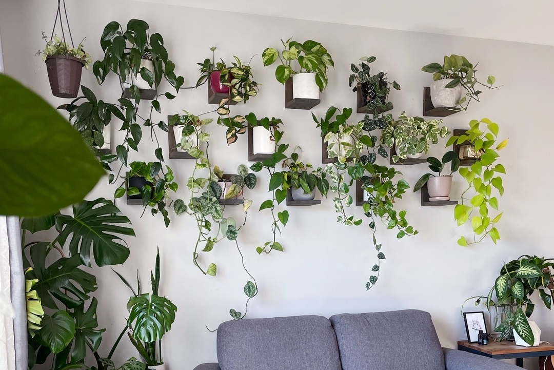 How to Hang Plants on Your Wall | Houseplant Alley