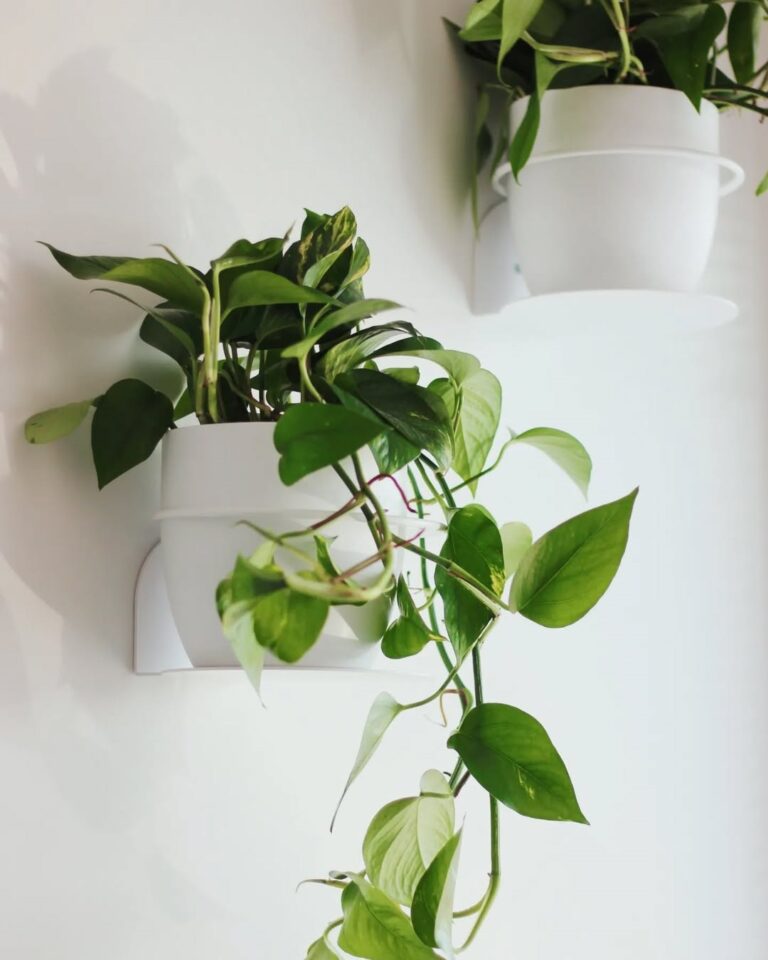 The Ultimate Guide to Low to Zero Light Plants for Your Home ...