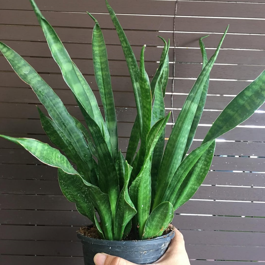 50 Unique Snake Plant Varieties You'll Love | Houseplant Alley