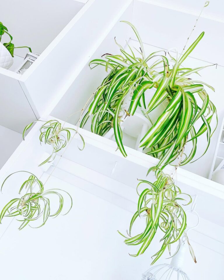 The Ultimate Guide to Low to Zero Light Plants for Your Home ...