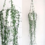 The Ultimate Guide to Low to Zero Light Plants for Your Home ...