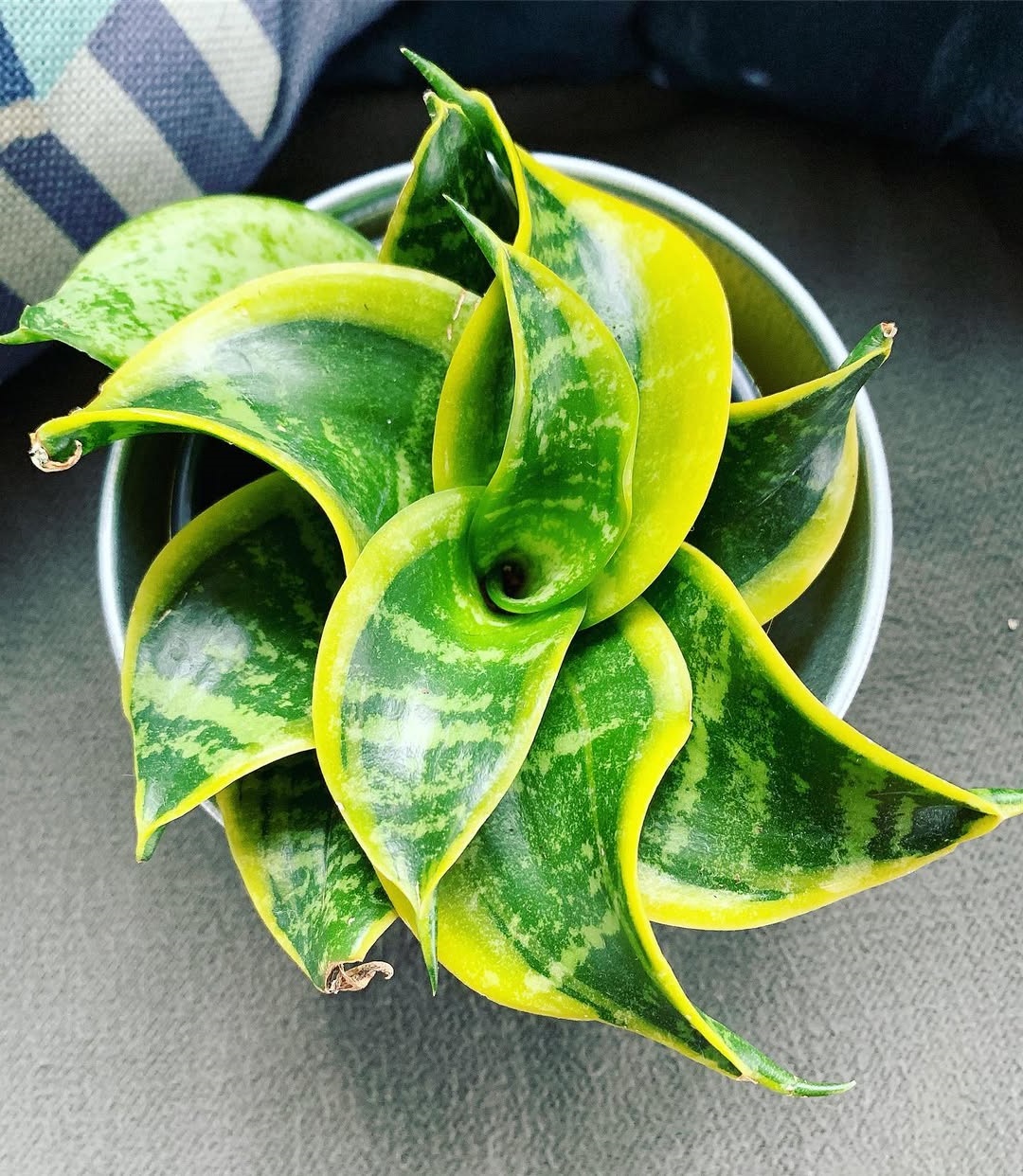 10 Rare Snake Plant Varieties That Will Surprise You | Houseplant Alley