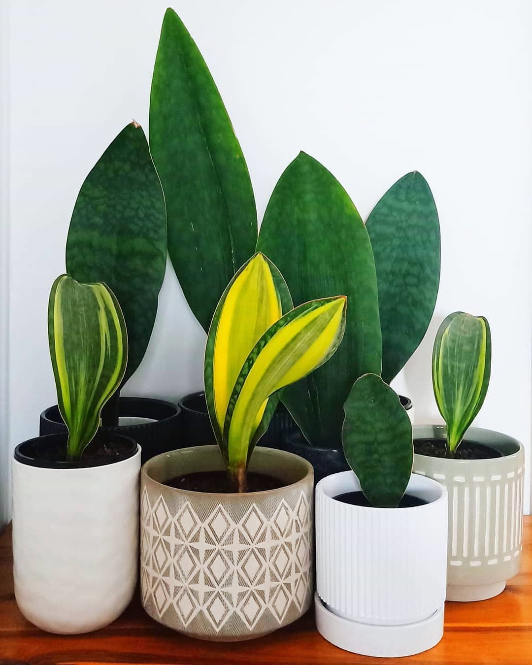 10 Rare Snake Plant Varieties That Will Surprise You | Houseplant Alley