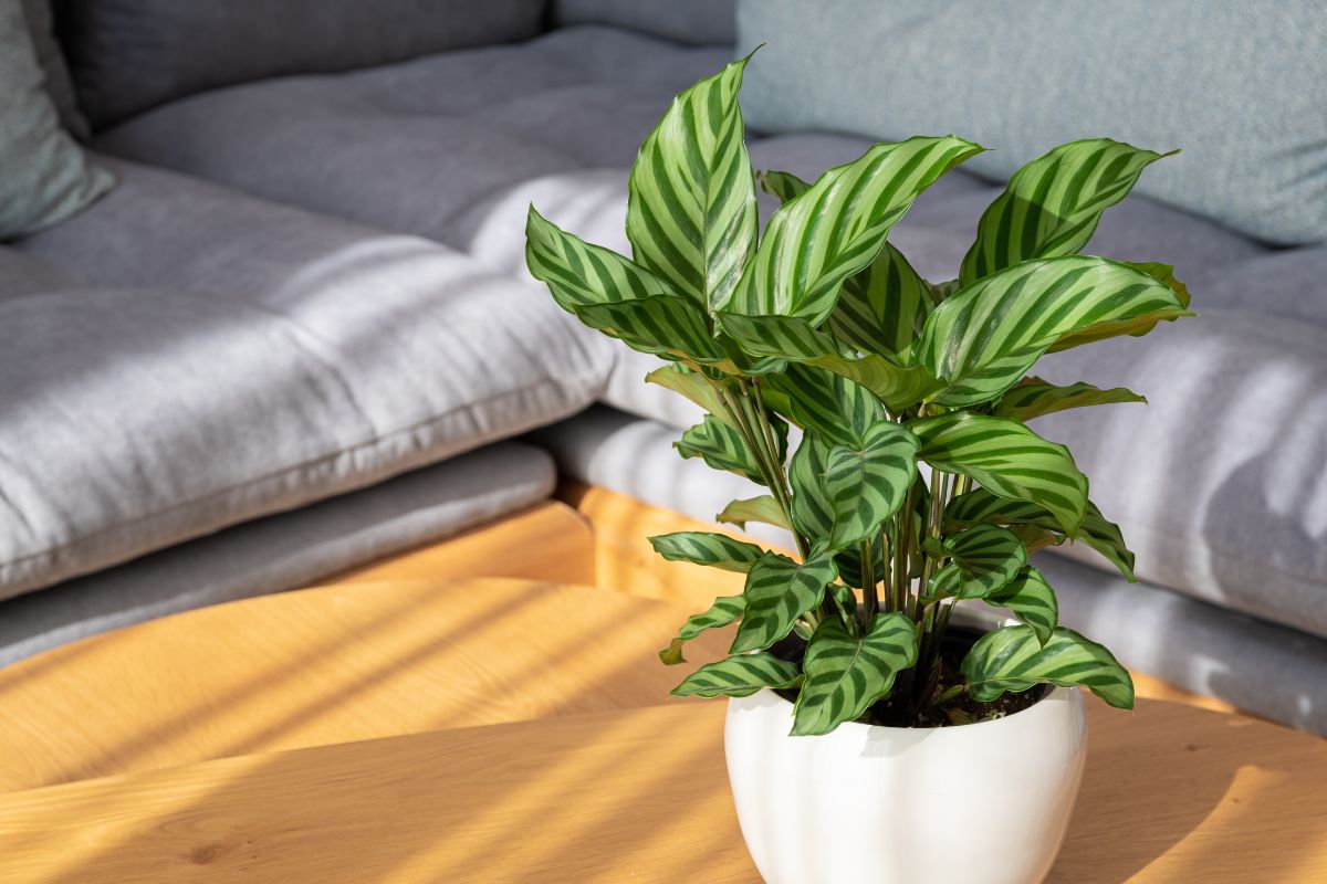 The Ultimate Indoor Care Guide for Calathea | Houseplant Alley