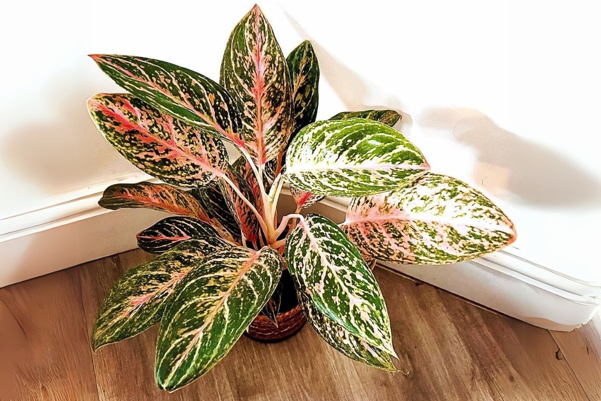 15 Houseplants With Stunning & Unique Leaves | Houseplant Alley