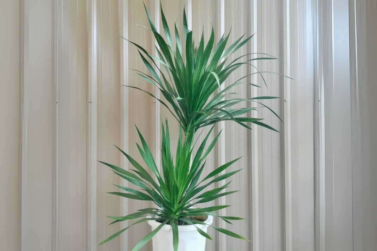 The Ultimate Indoor Care Guide for Dragon Tree (Dracaena draco ...