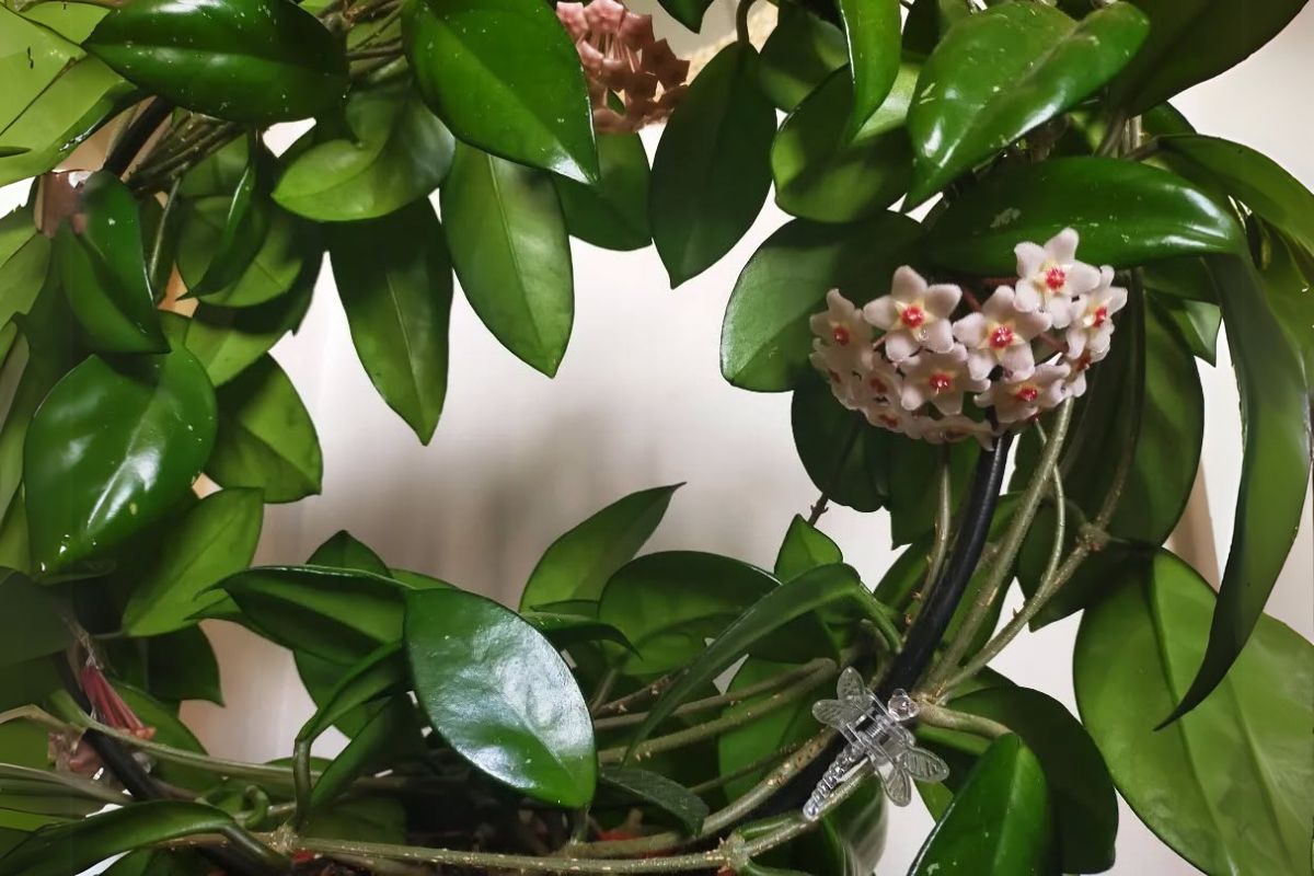 Everything You Need to Know About Hoya Carnosa | Houseplant Alley