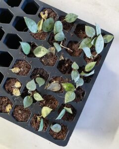 Best Ways to Propagate Hoya | Houseplant Alley