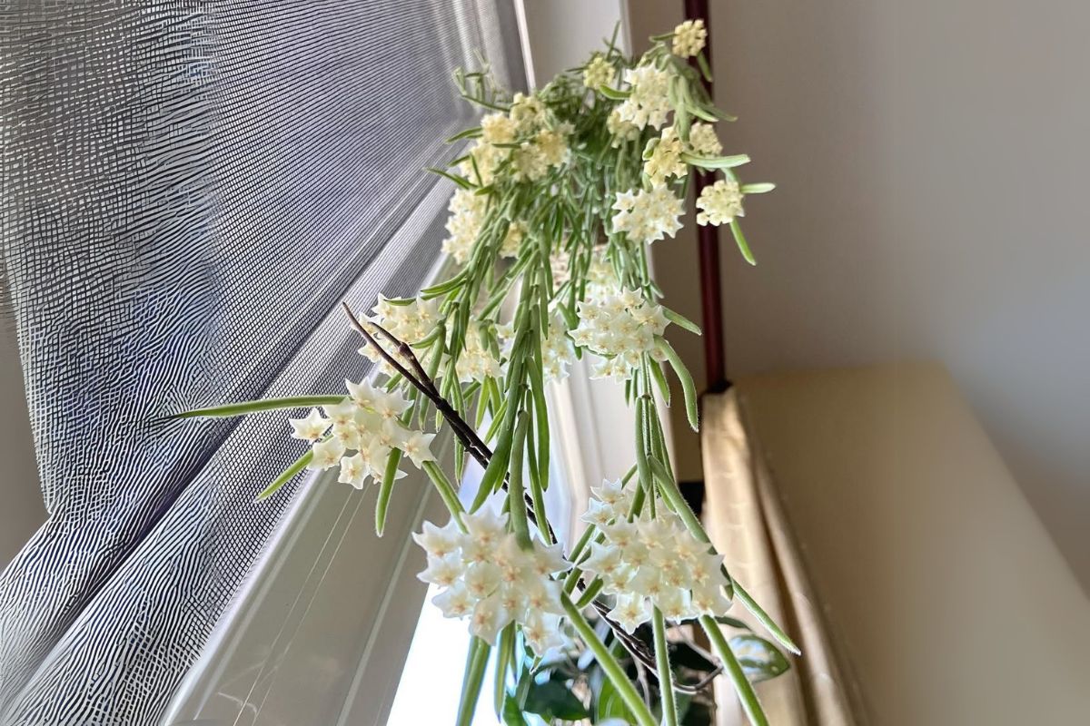 Everything You Need to Know About Hoya Linearis | Houseplant Alley