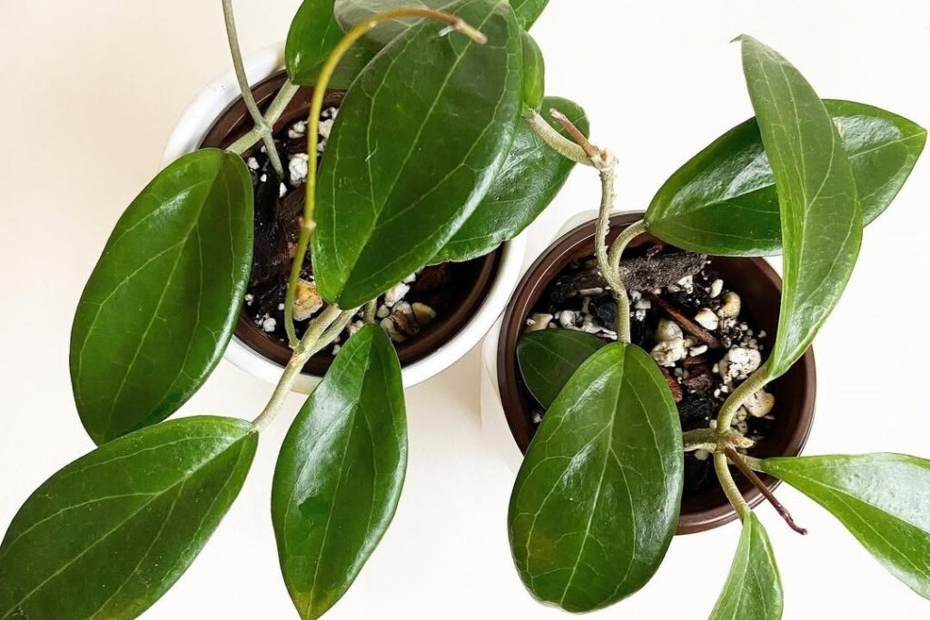 Best Ways to Propagate Hoya | Houseplant Alley