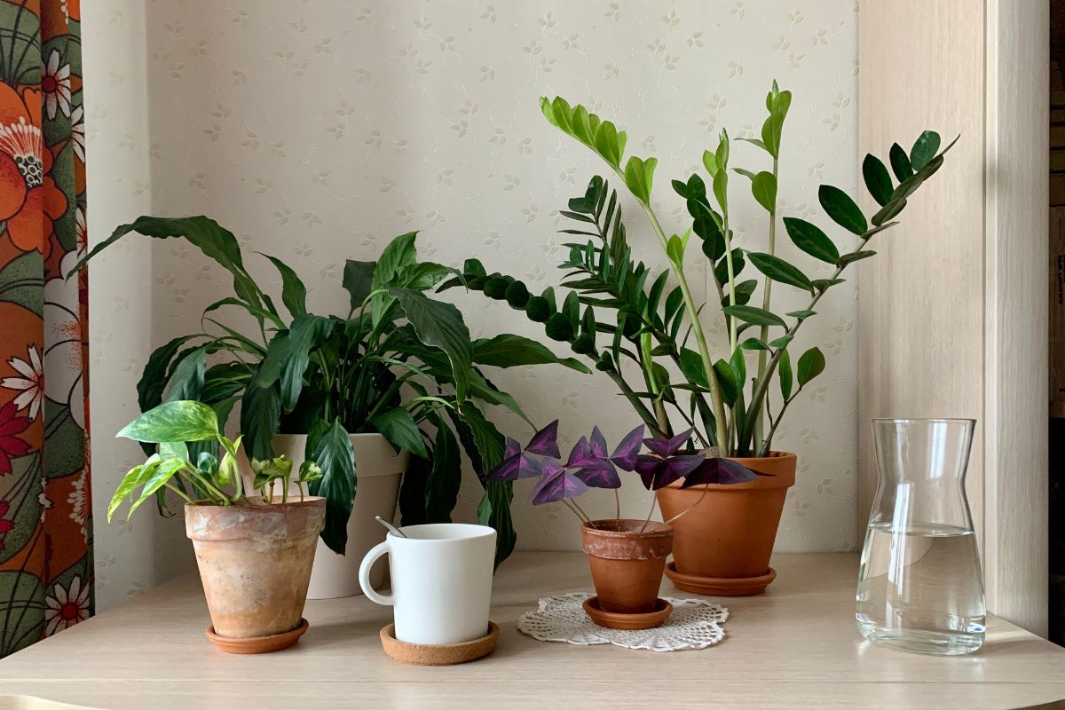 The Ultimate Guide to Low to Zero Light Plants for Your Home ...