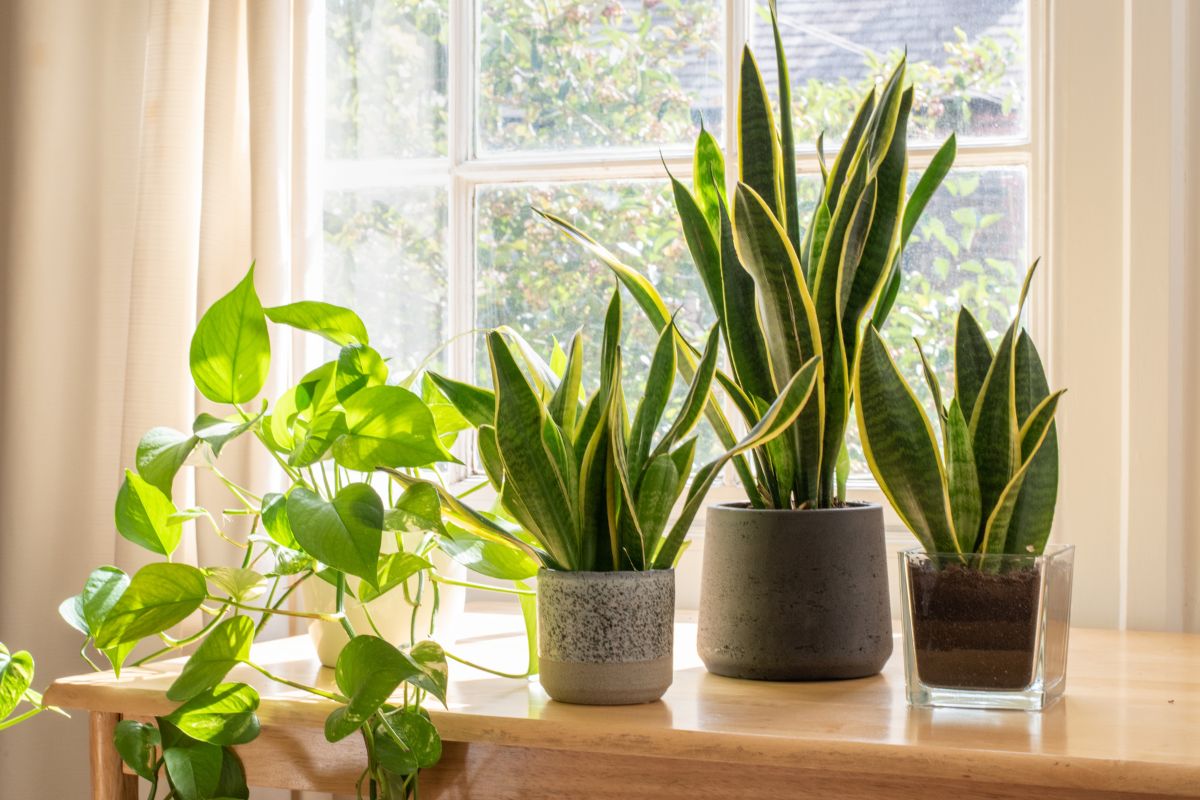 The Ultimate Indoor Care Guide for Snake Plant (Sansevieria trifasciata ...